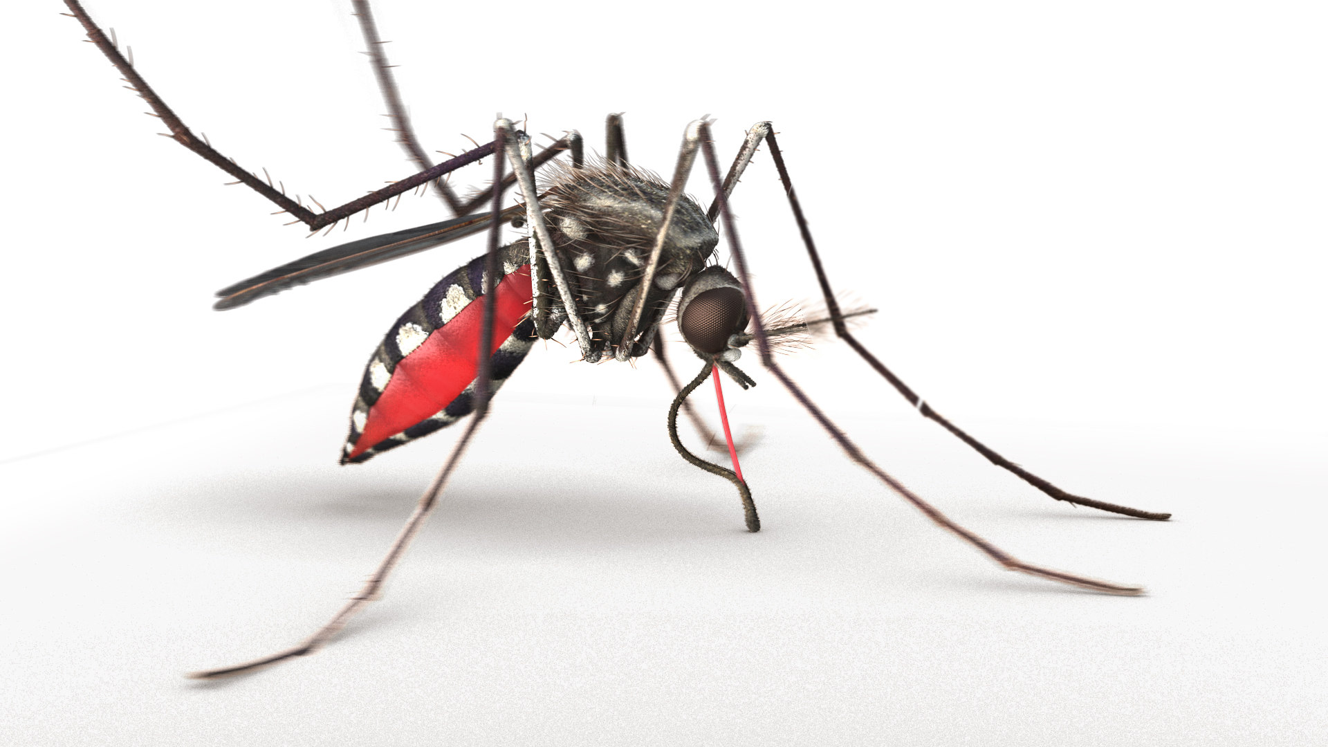 mosquito 3D 모델 - TurboSquid 1584918