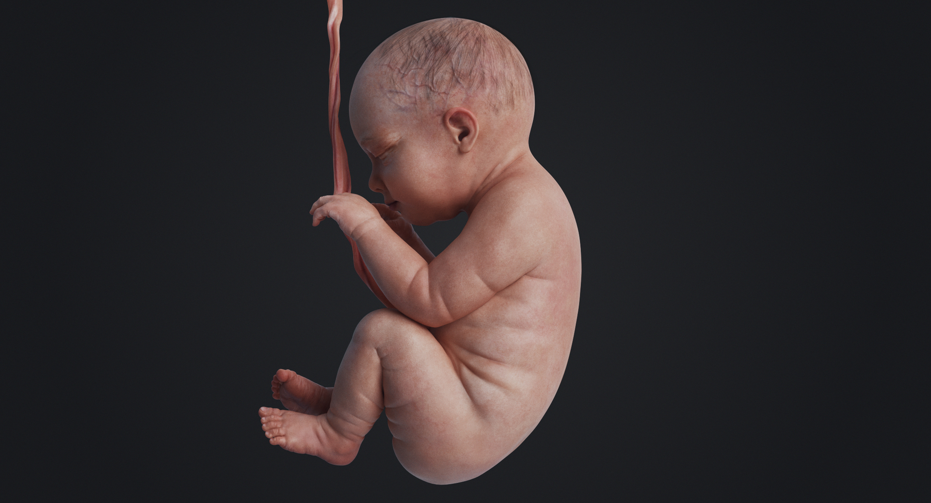 3D fetus human - TurboSquid 1591728