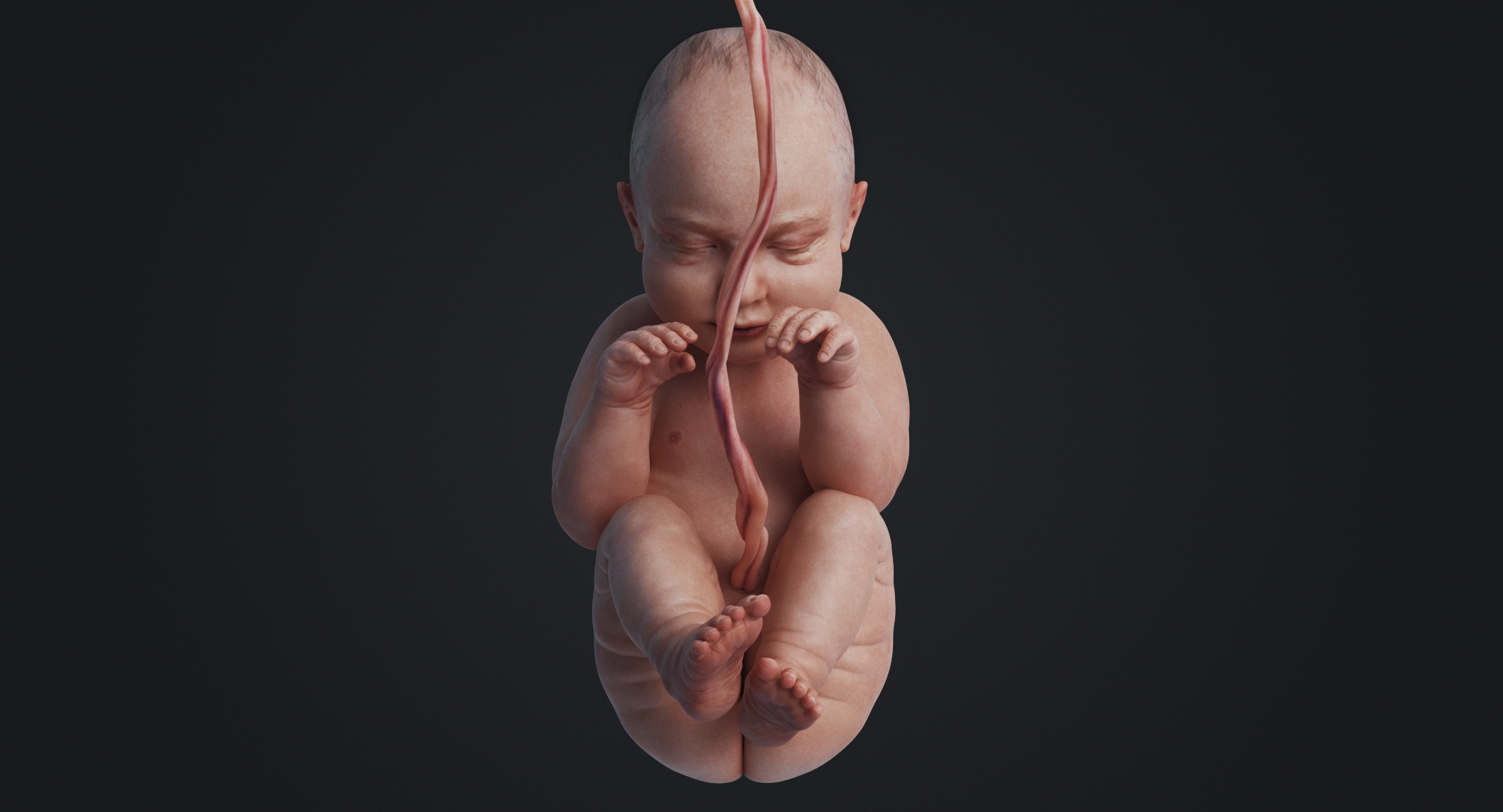 3D fetus human - TurboSquid 1591728