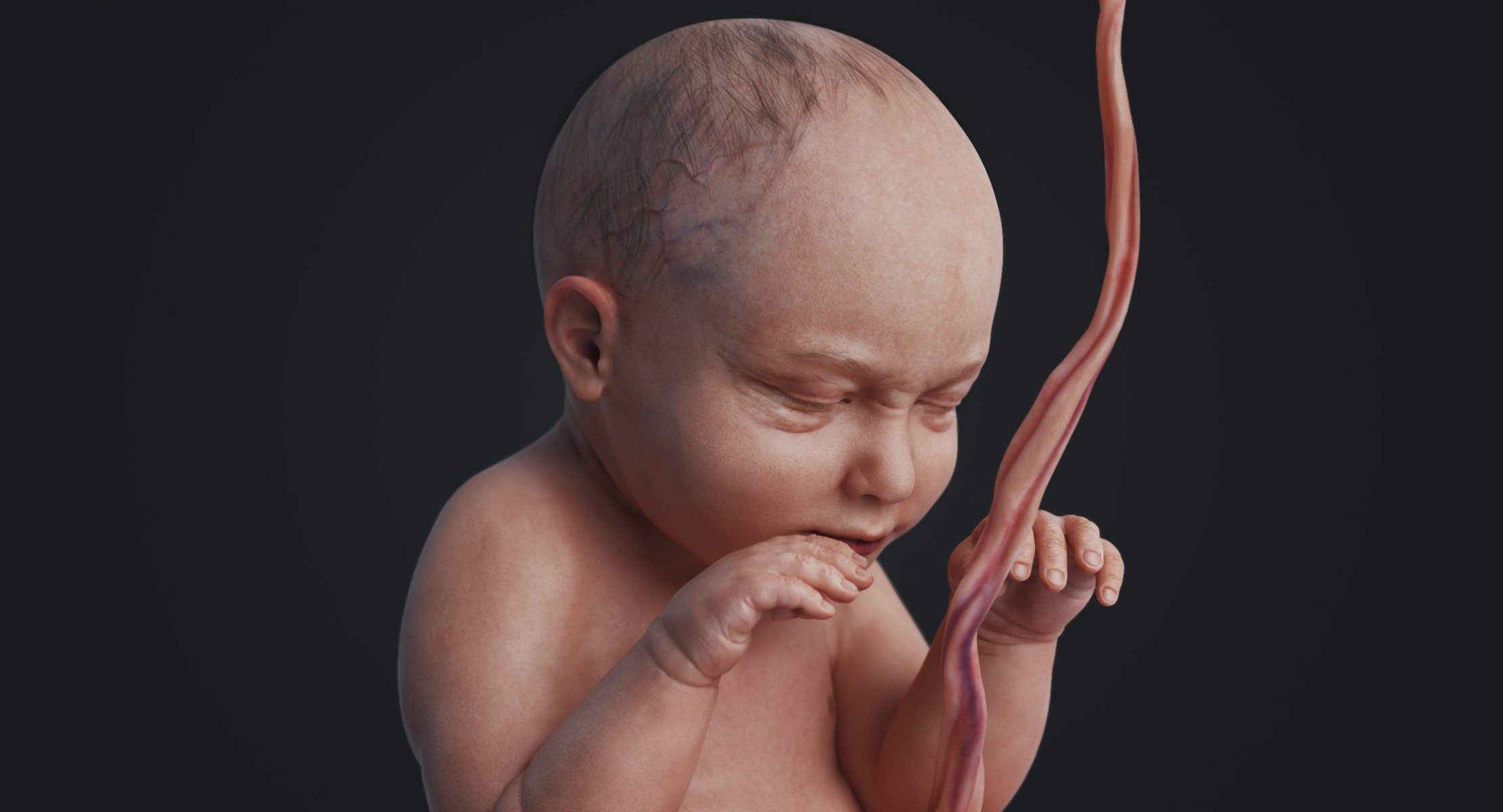 3D fetus human - TurboSquid 1591728