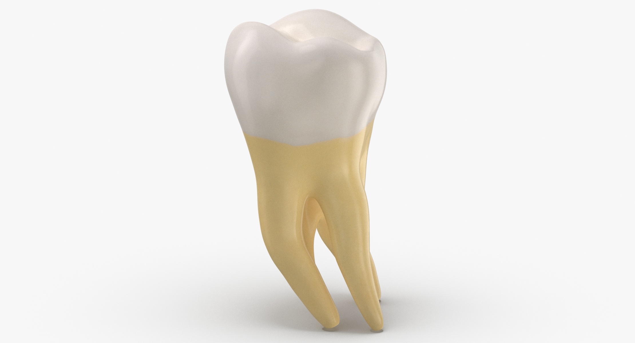 modelo 3d Segundo molar maxilar superior derecho 02 limpio - TurboSquid ...