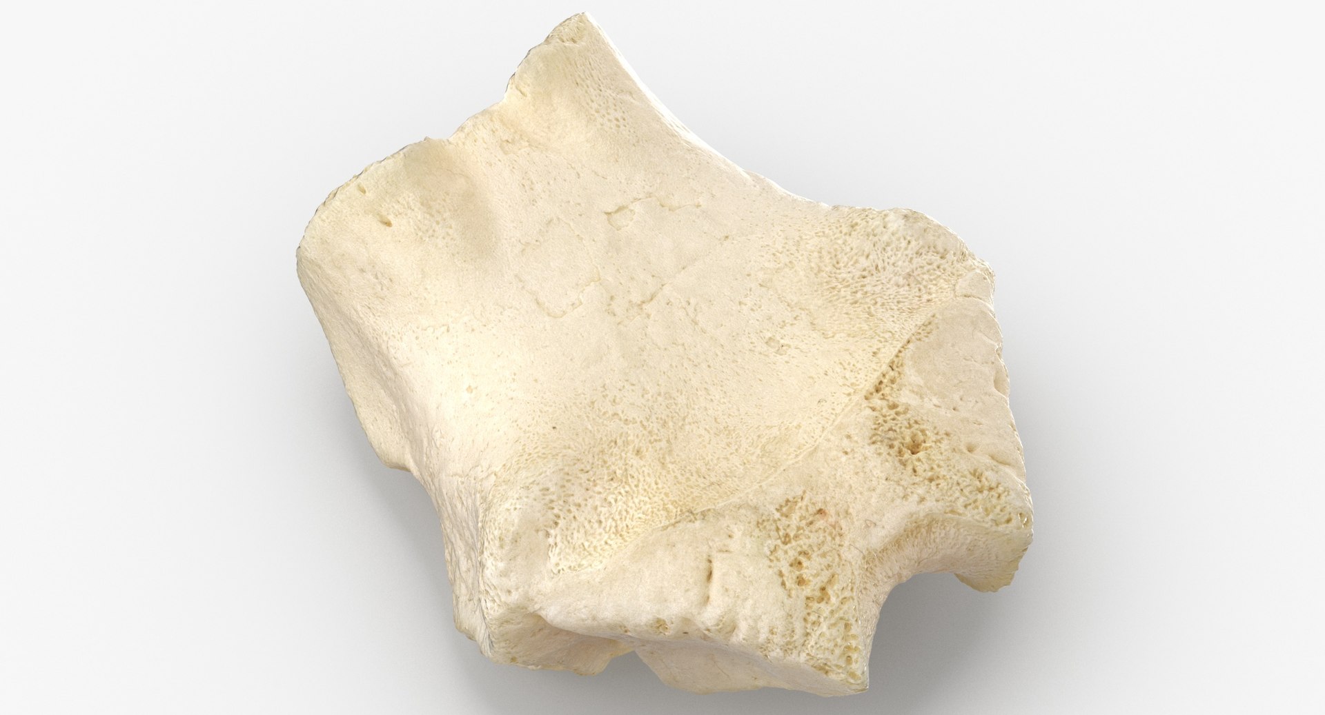 Domestic calf bos primigenius 3D model - TurboSquid 1578915