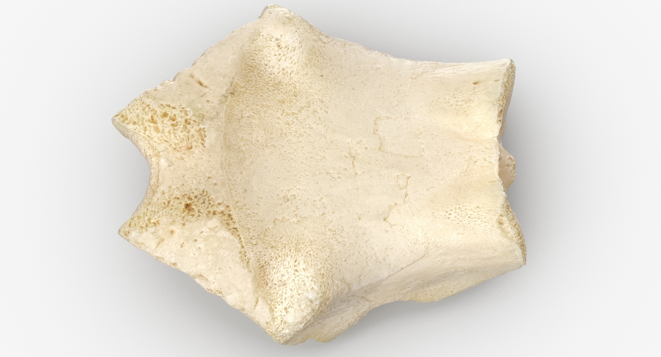 Prawdziwe domowe łydki Bos Primigenius Taurus Kość potyliczna 01 Model ...