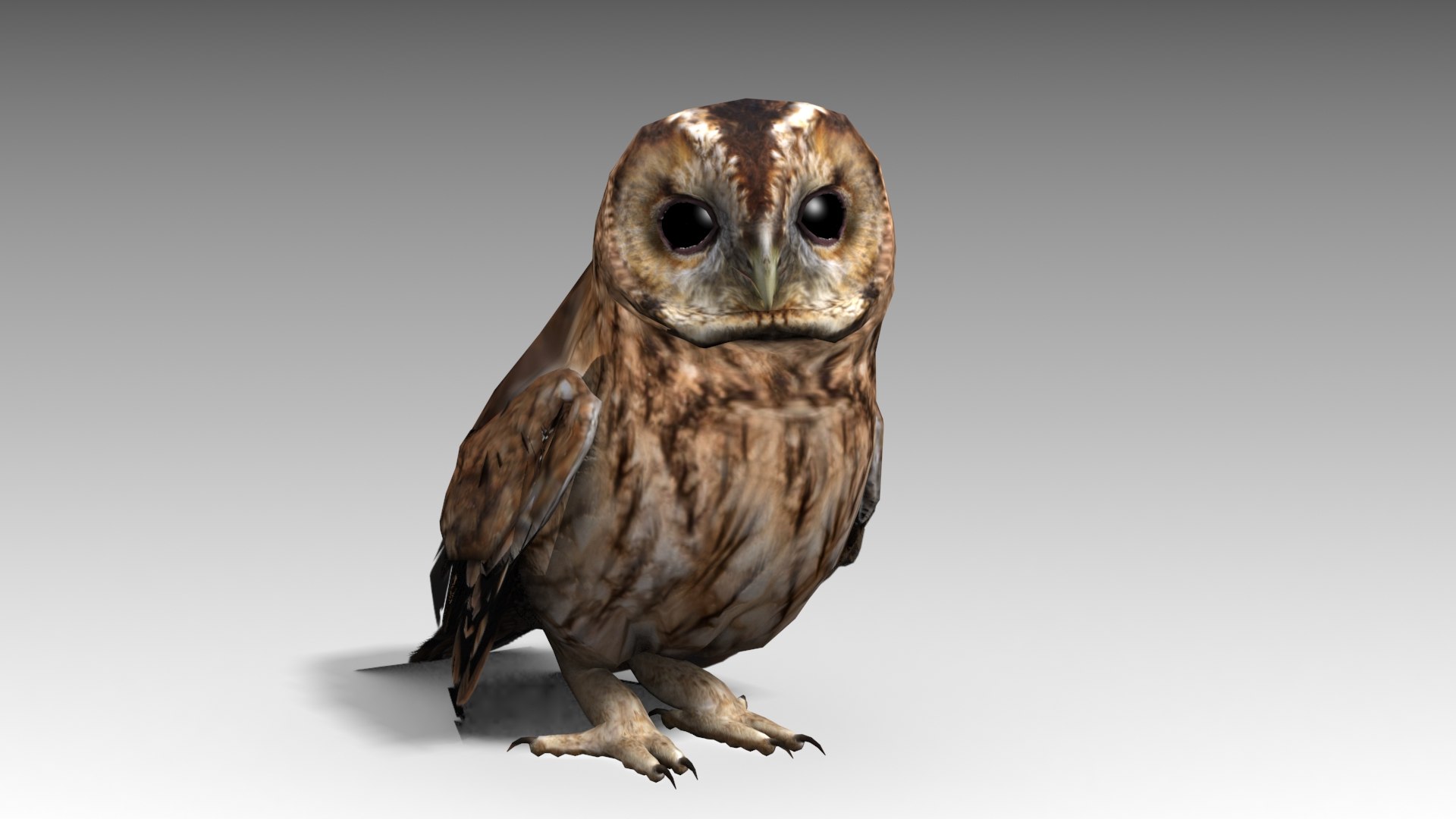 Tawny owl 3D model - TurboSquid 1593325