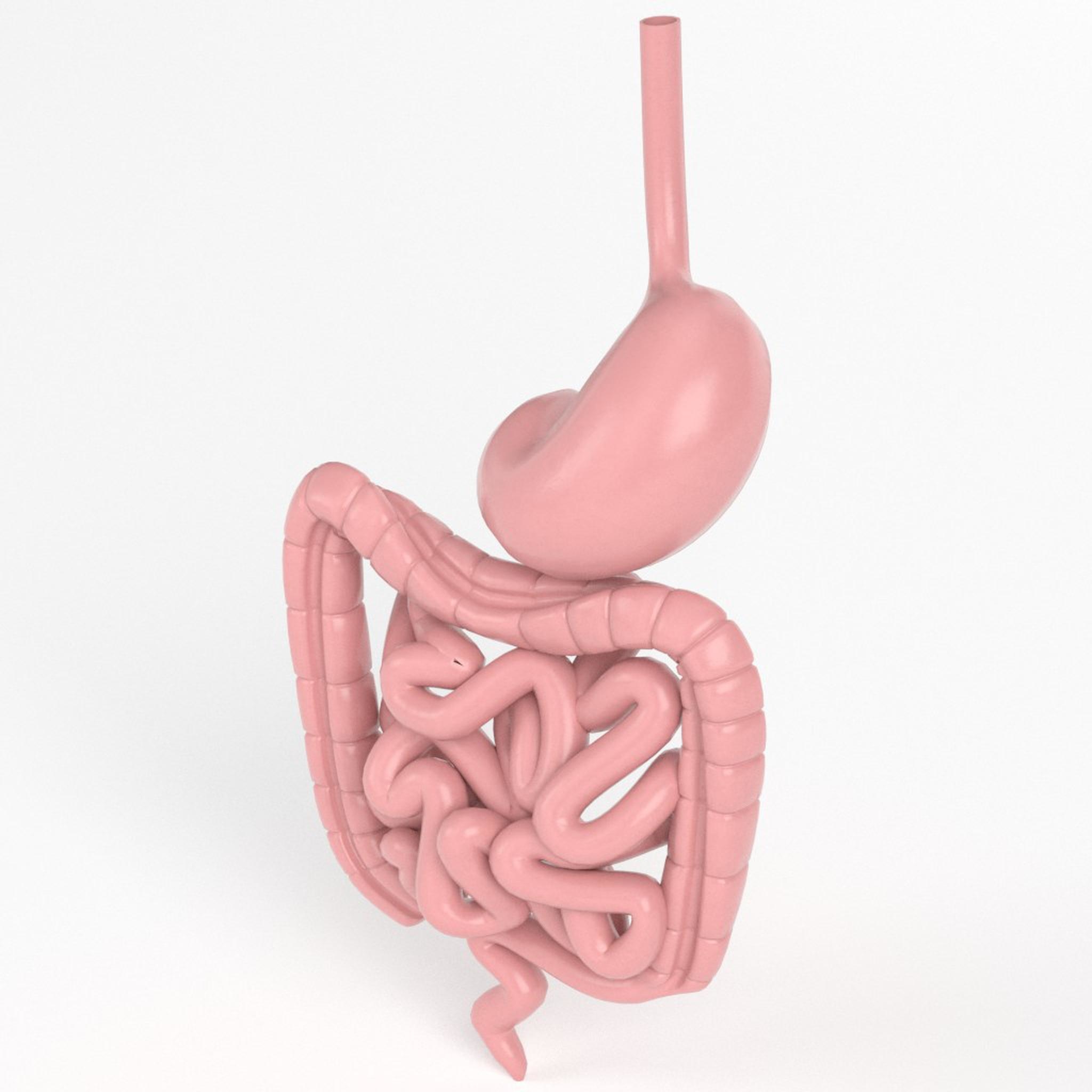 pbr uv-textured human gastrointestinal 3d model