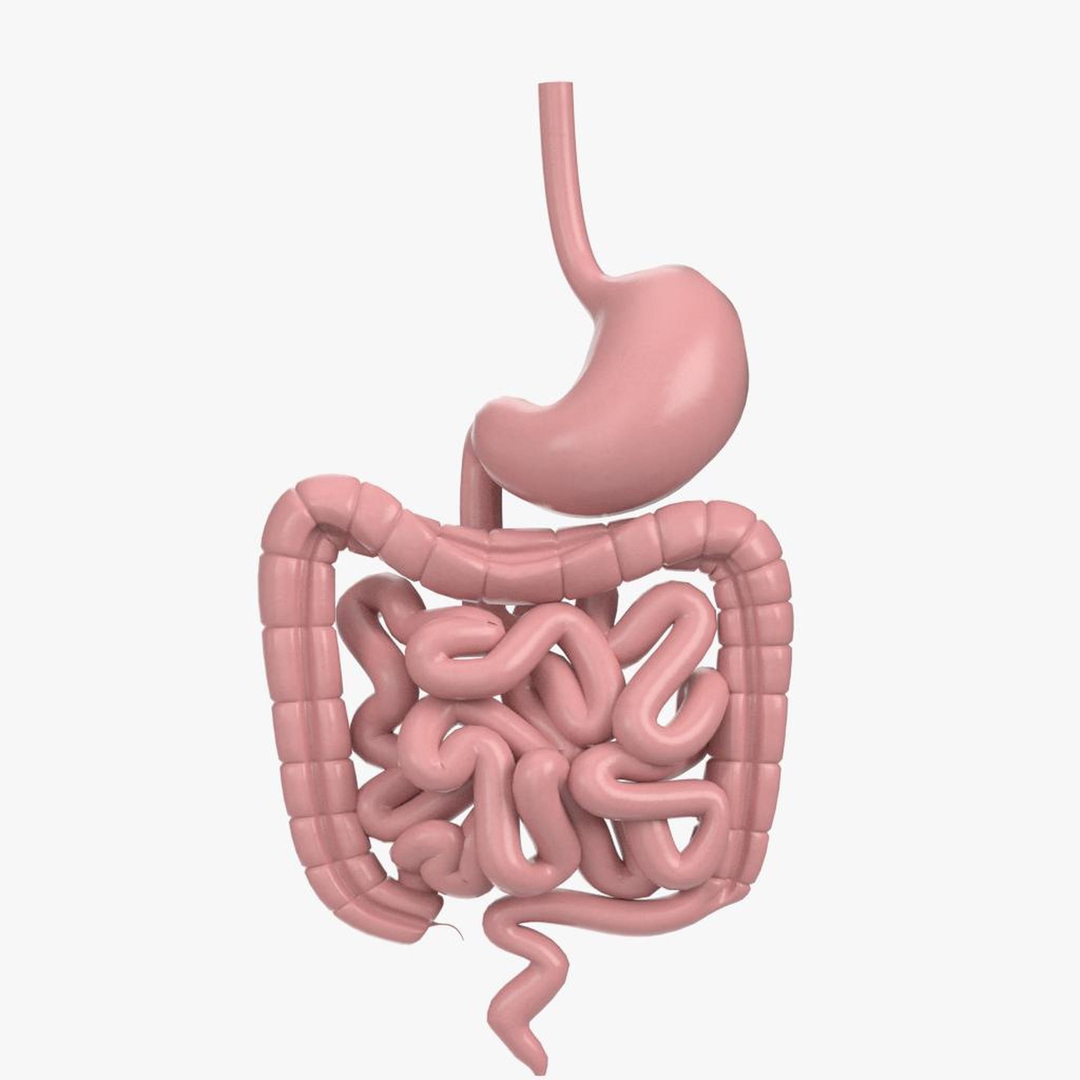 pbr uv-textured human gastrointestinal 3d model
