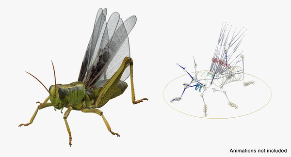 Insects big rigged 5 3D model - TurboSquid 1595521