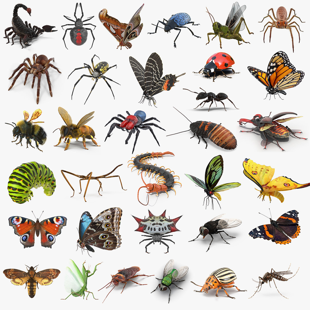 Insects big rigged 5 3D model - TurboSquid 1595521
