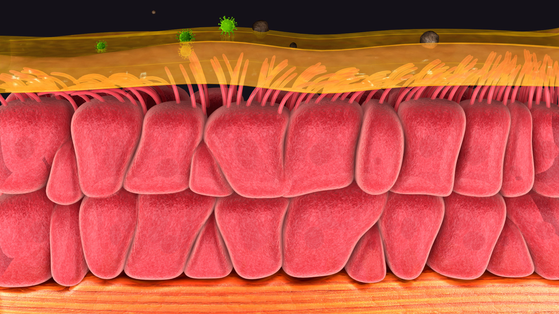 Epithelial Cell 3D 모델 - TurboSquid 1593275