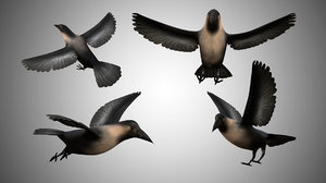 Crow 3D Models for Download | TurboSquid