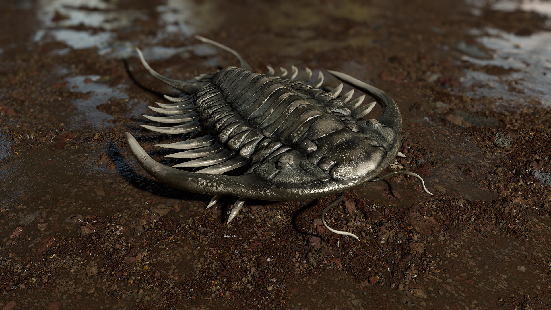 3D reproduction - trilobite paraceraurus model - TurboSquid 1595318