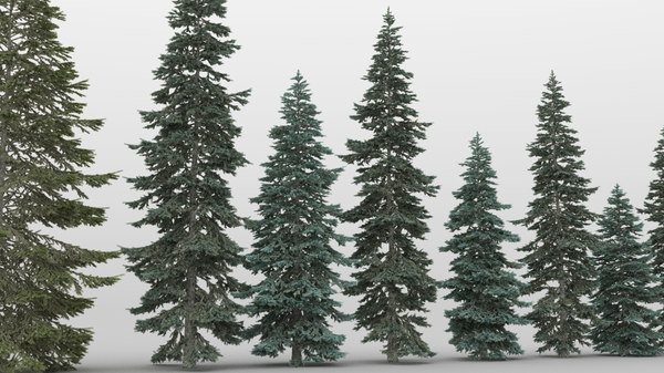3d 20 spruce trees