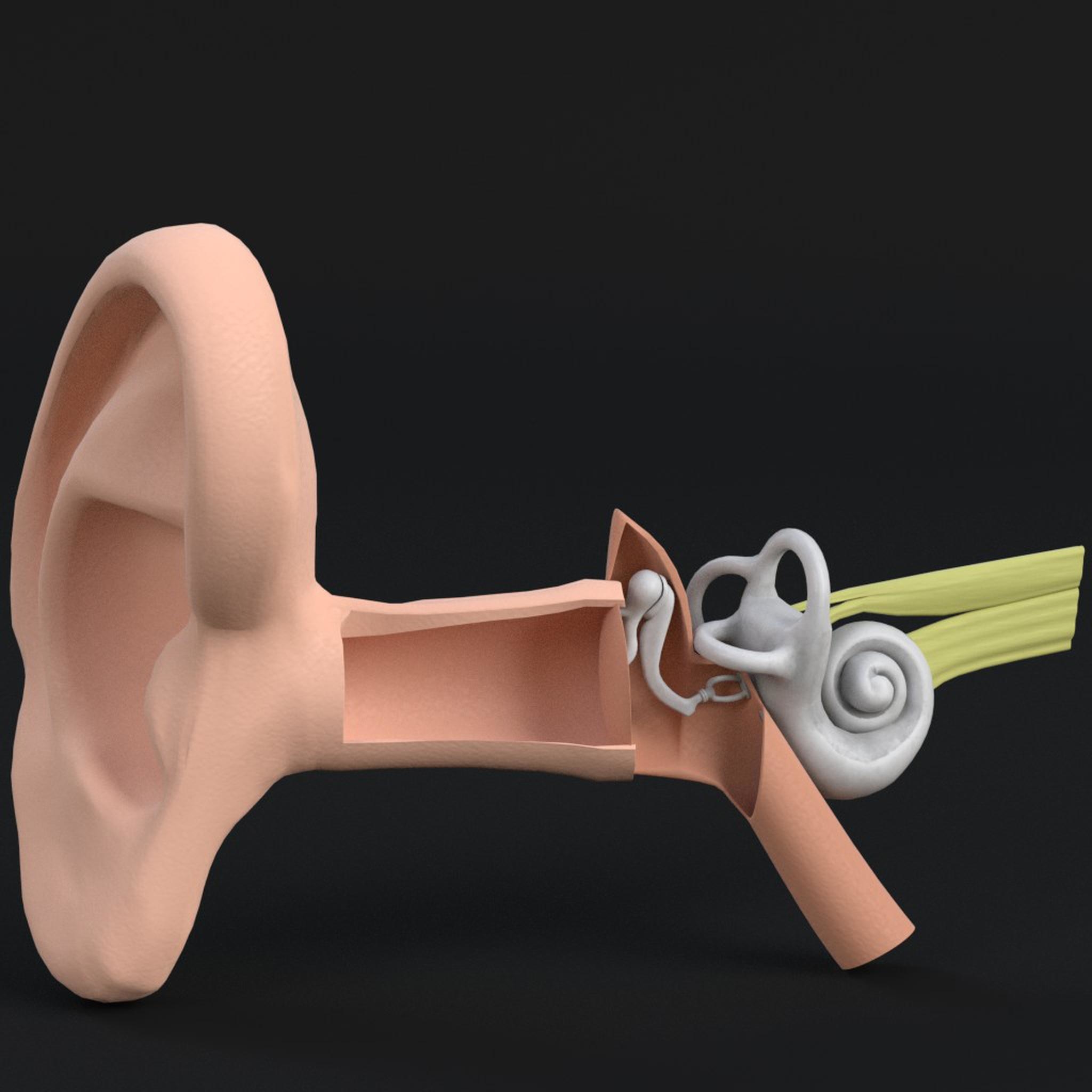 3d pbr uv-textured human ear model