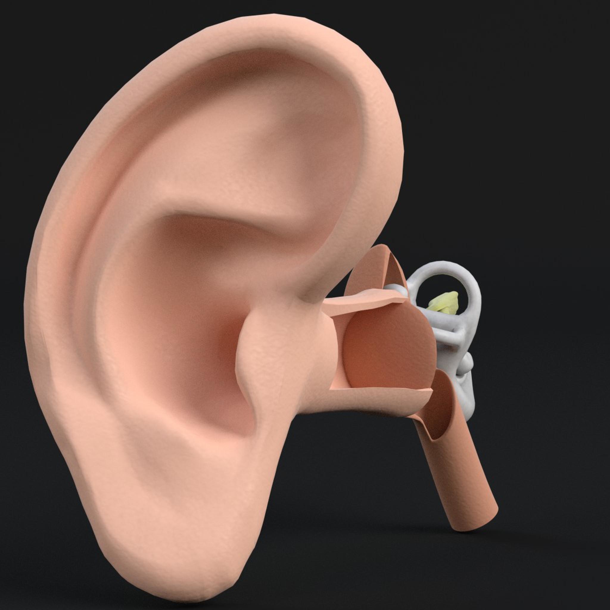 3d pbr uv-textured human ear model