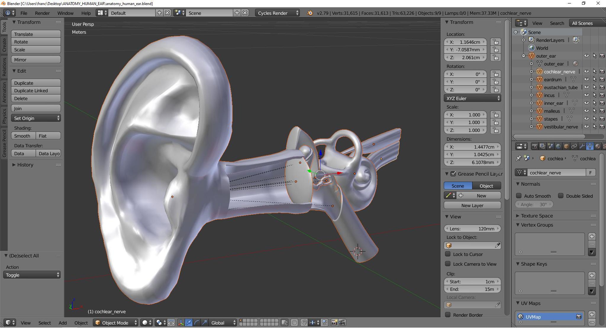 3d pbr uv-textured human ear model