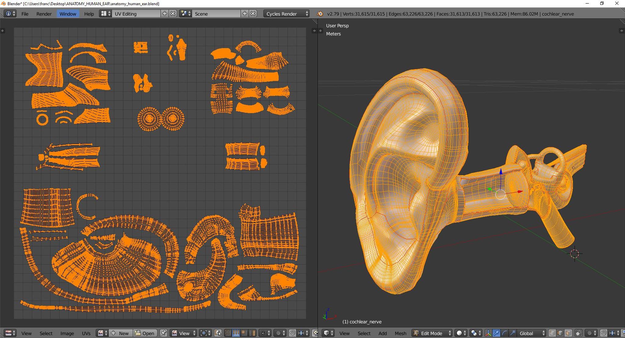 3d pbr uv-textured human ear model