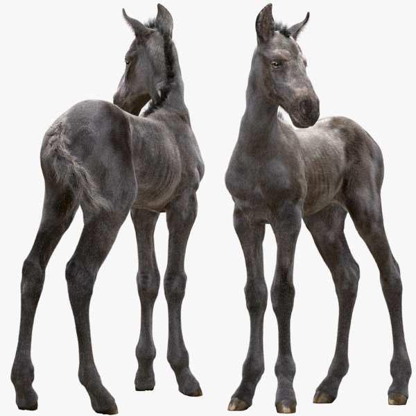 3D realistic horse foal model - TurboSquid 1596056