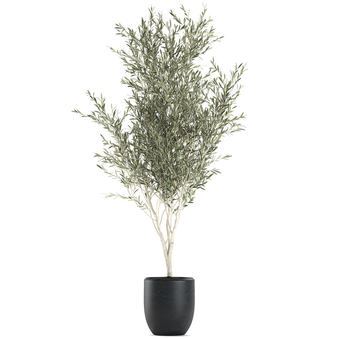 Decorative olive tree black 3D model - TurboSquid 1596105