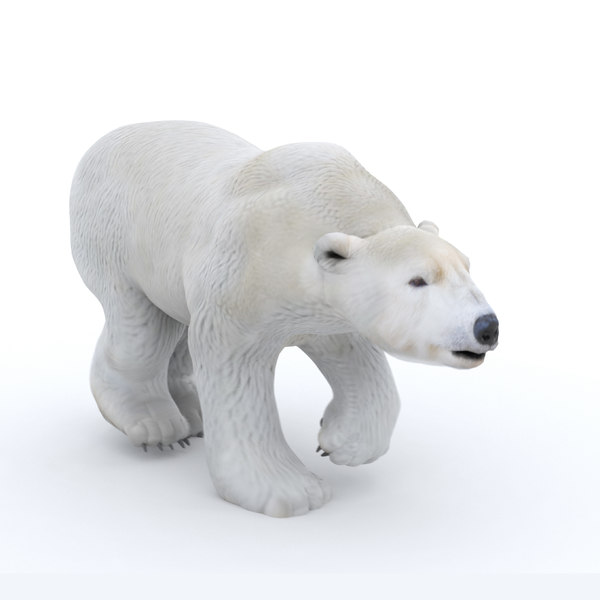 Polar Bear 3D Models for Download | TurboSquid