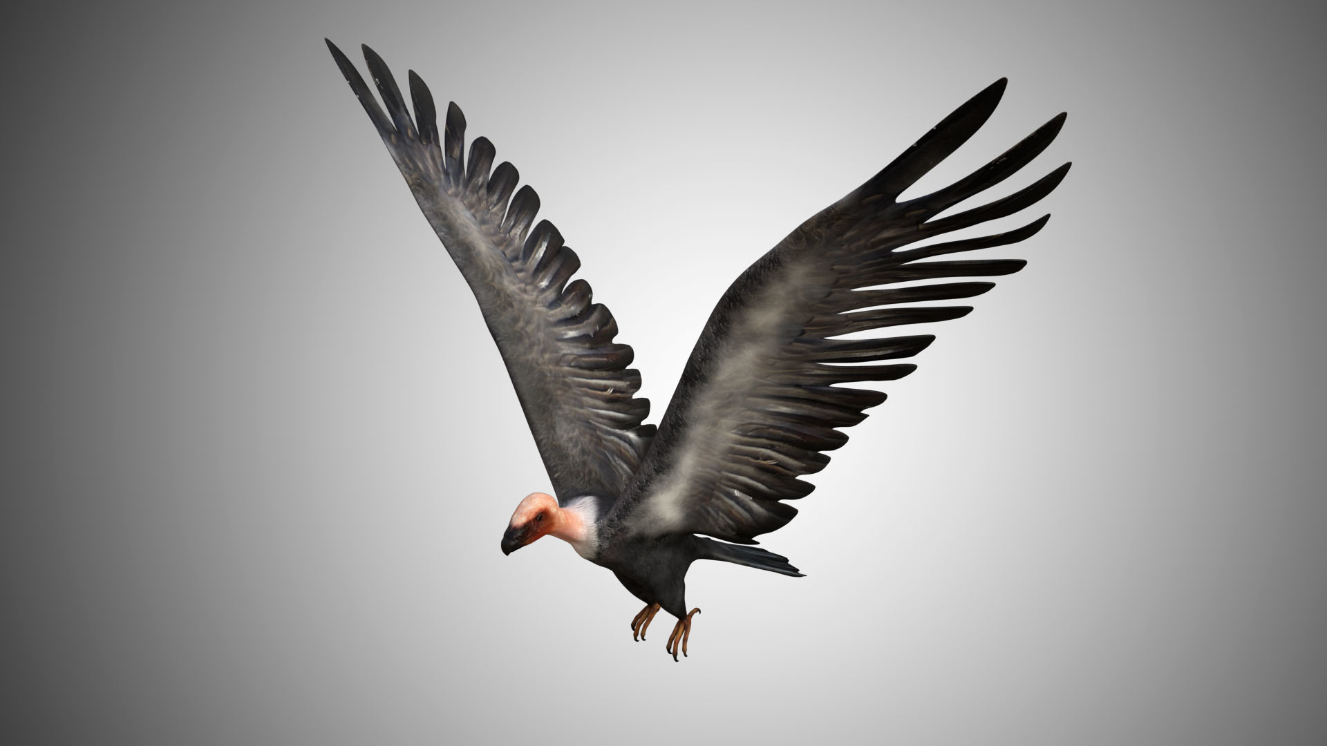 Low Poly Rigged Geier Condor 3D-Modell - TurboSquid 1596179