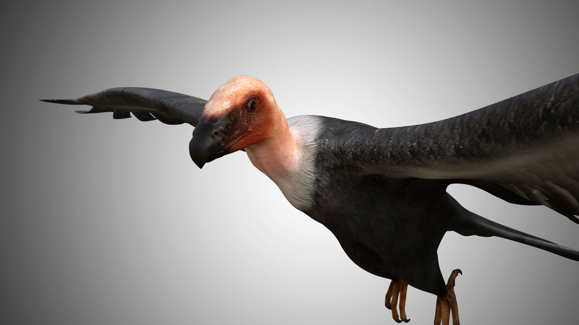 modelo 3d Cóndor Buitre Aparejado Low Poly - TurboSquid 1596179