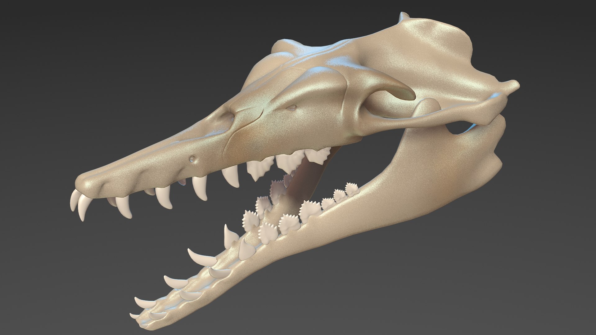 Basilosaurus skull 3D model - TurboSquid 1597162
