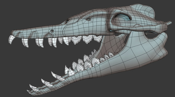 Basilosaurus skull 3D model - TurboSquid 1597162