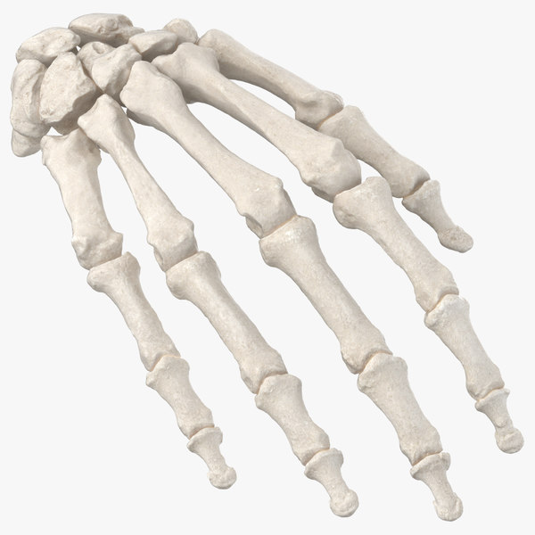Menschliche Handknochen Anatomie 01 Weiß 3D-Modell - TurboSquid 1597292