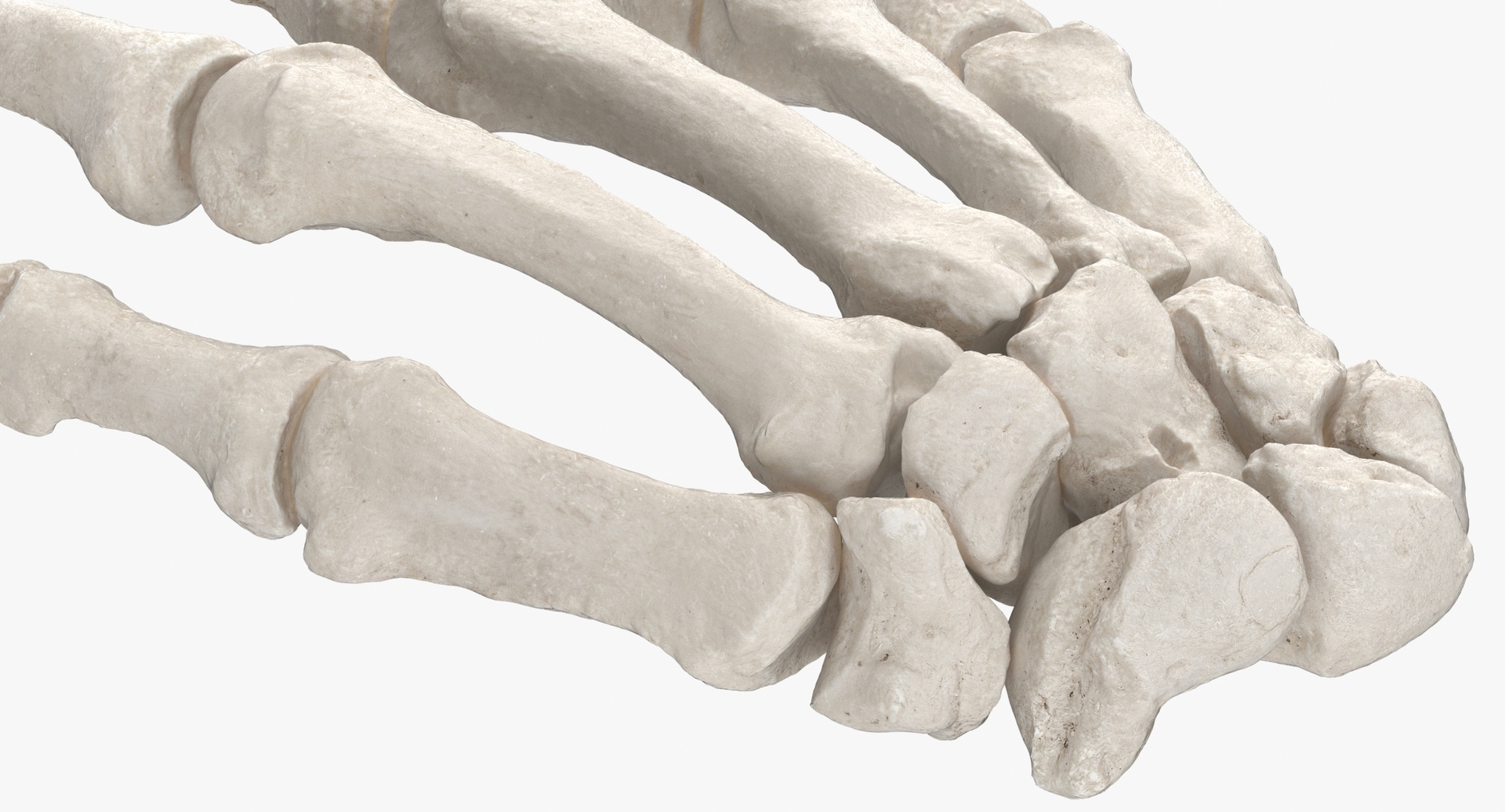 modelo 3d Huesos de la mano humana Anatomía 01 Blanco - TurboSquid 1597292