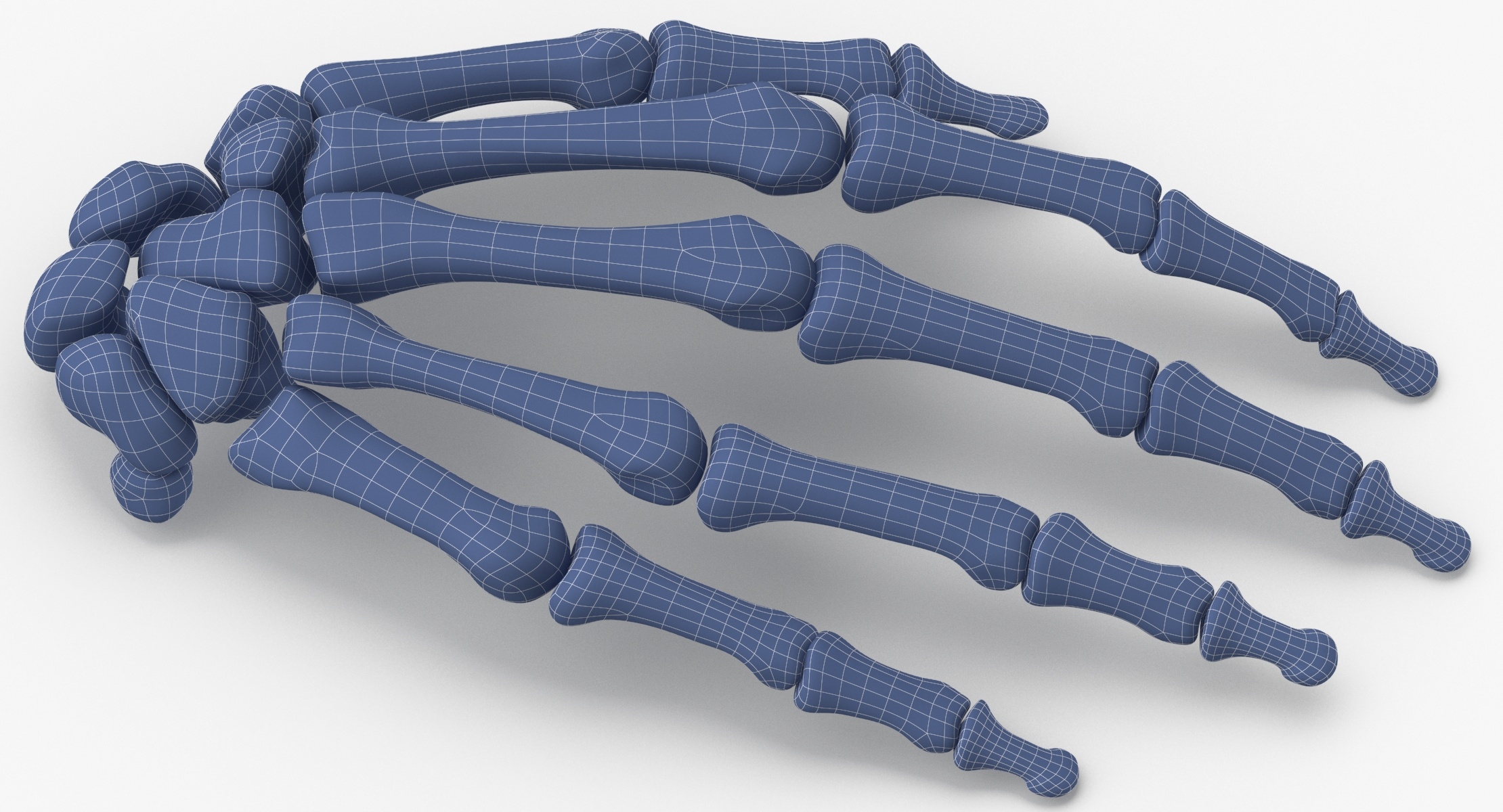 modelo 3d Huesos de la mano humana Anatomía 01 Blanco - TurboSquid 1597292