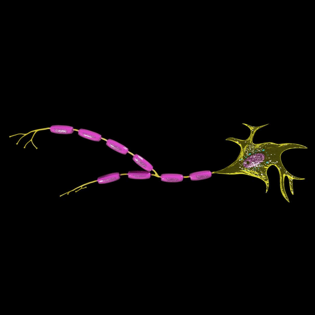 3D neuron parts axon model - TurboSquid 1597589