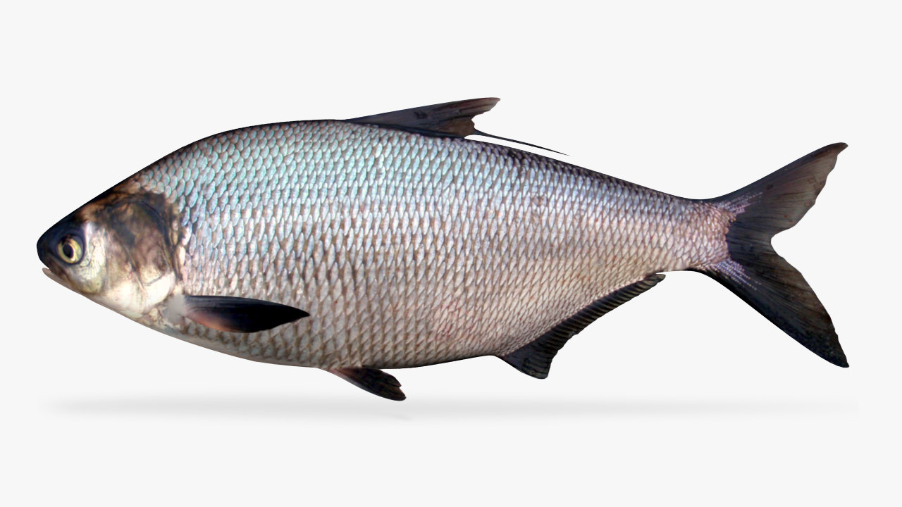 3d Model Gizzard Shad Turbosquid 1597619