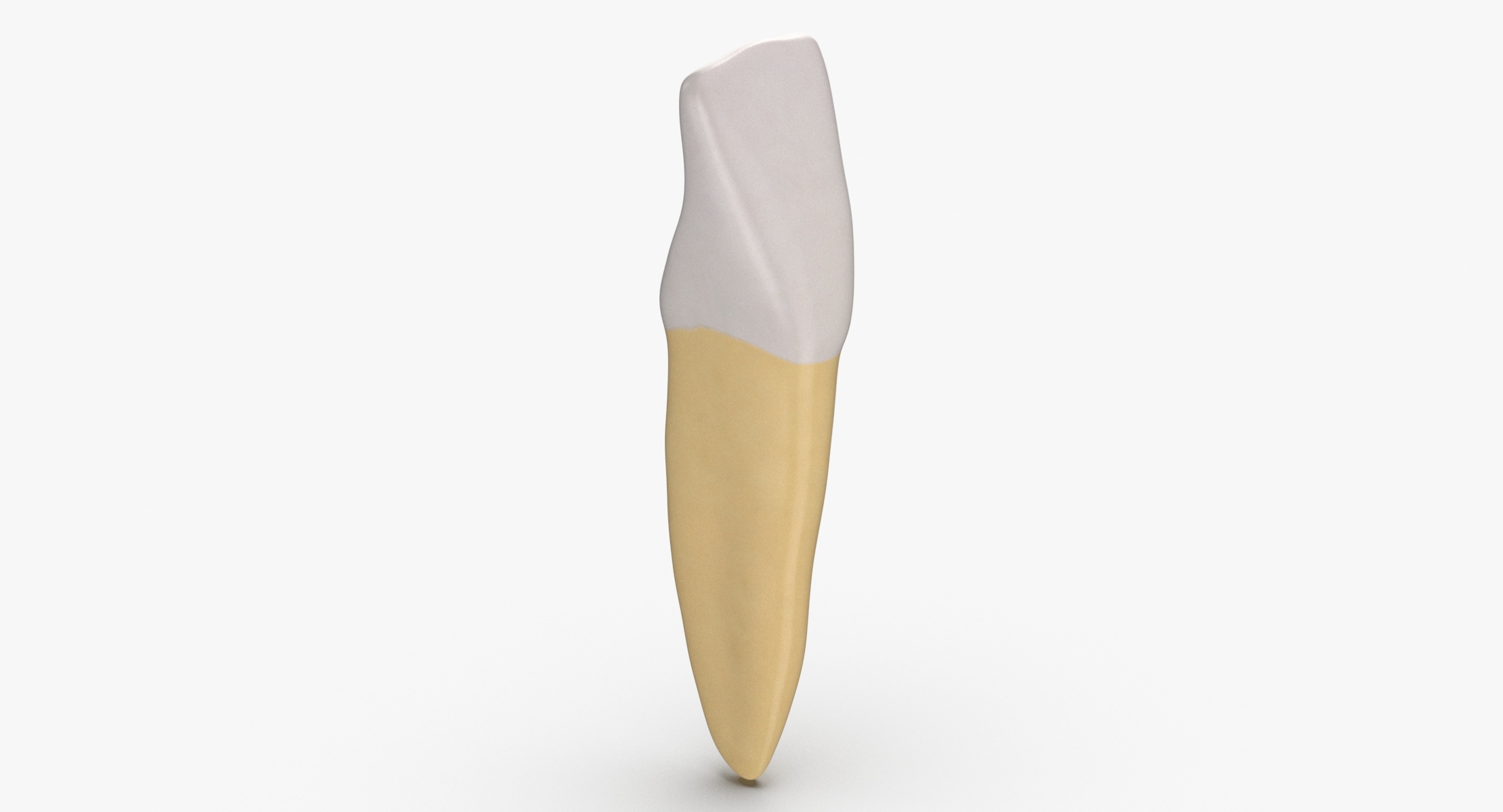 3D incisor lower jaw 02 model - TurboSquid 1597609