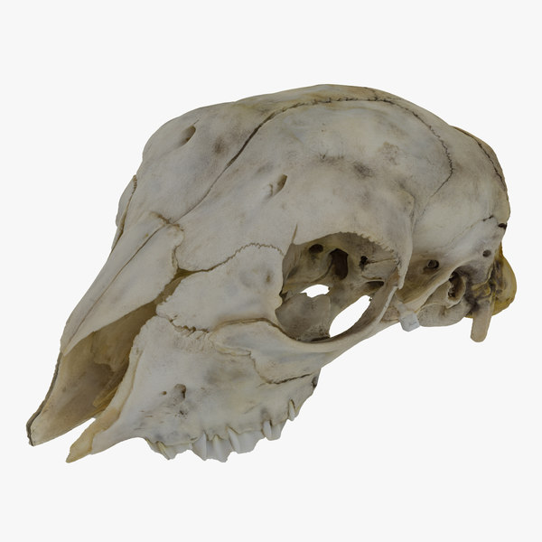 Sheep Baby (Ovis Aries) Skull 01 RAW SCAN 3D 모델 - TurboSquid 1597784