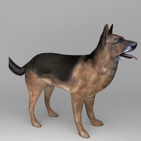 3d german shepherd anatomy body model
