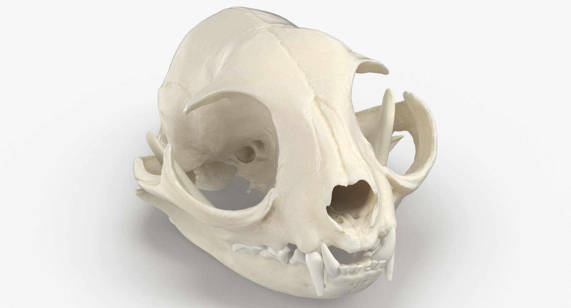 3D domestic cat skull jaw - TurboSquid 1598161