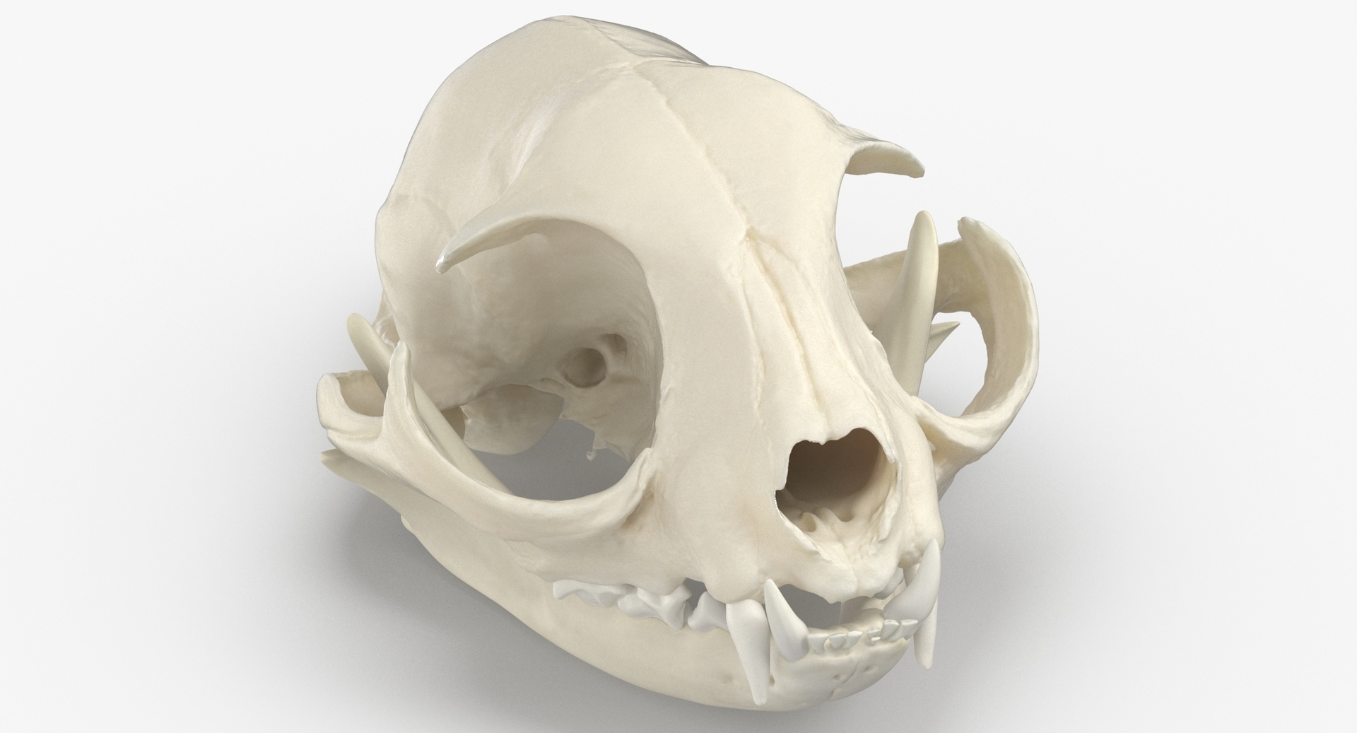 3D domestic cat skull jaw - TurboSquid 1598161