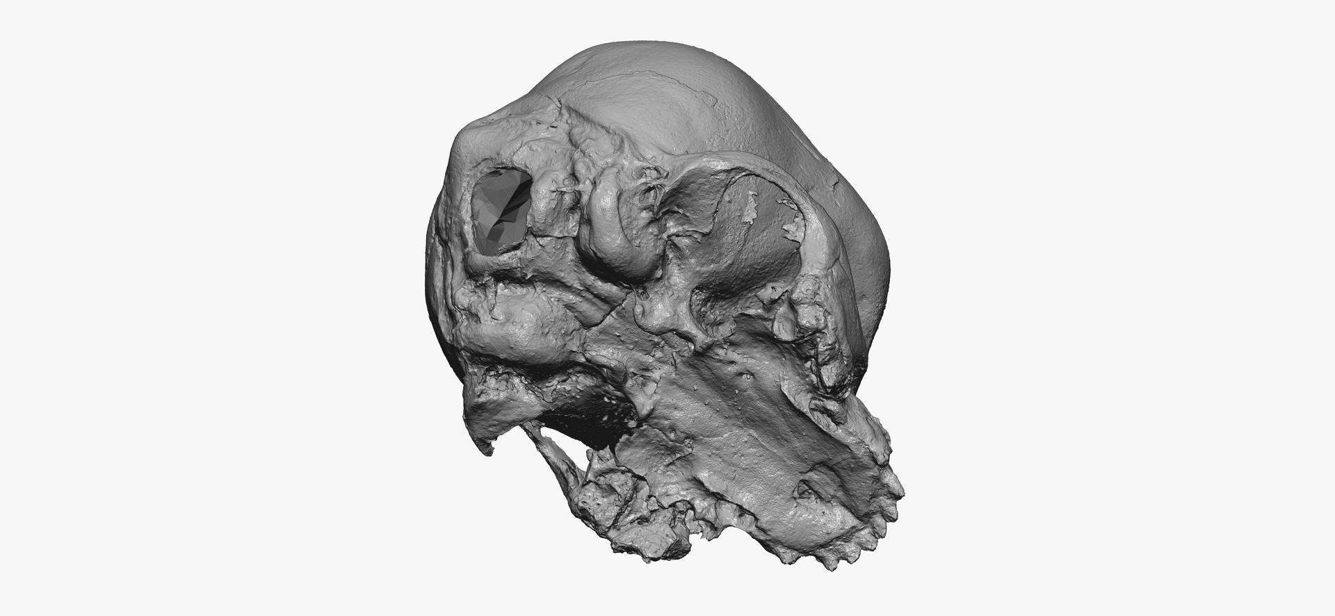 Pug baby skull 01 3D model - TurboSquid 1598224