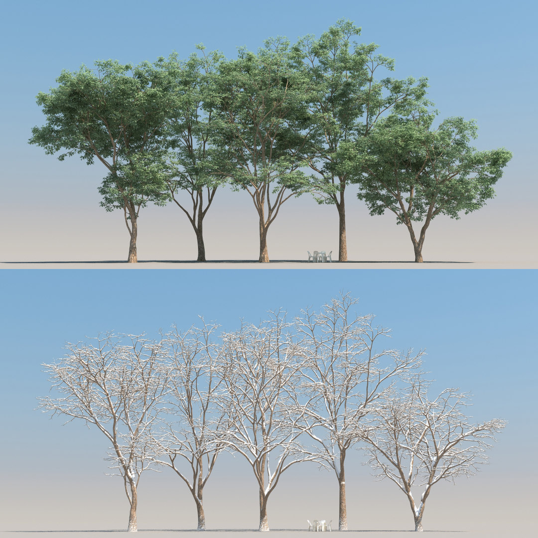 3D 5 oak tree - TurboSquid 1598347