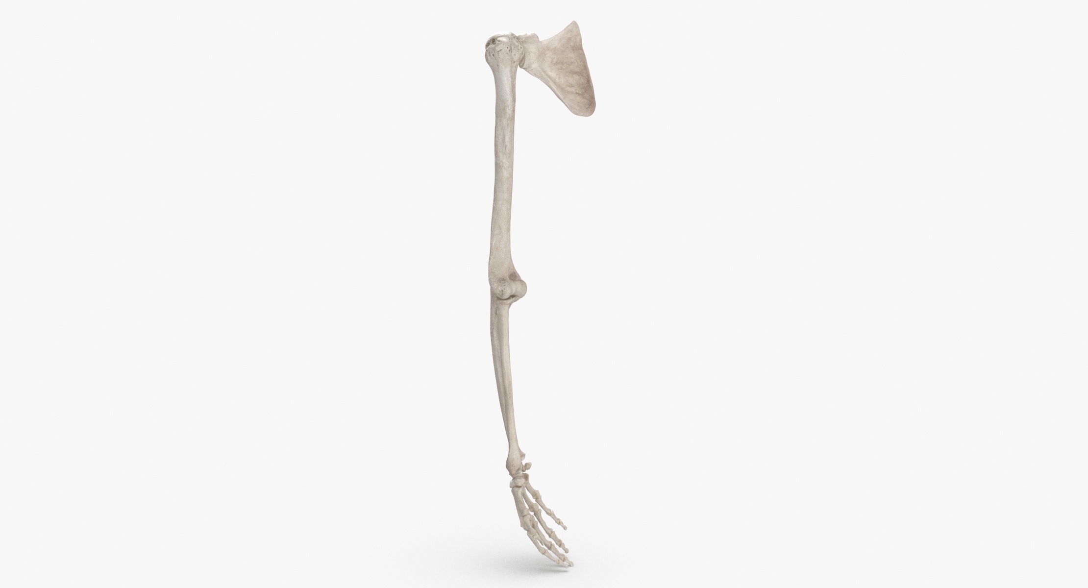 Real Human Arm and Scapula Bones Anatomy 01 White3Dモデル - TurboSquid 1598589