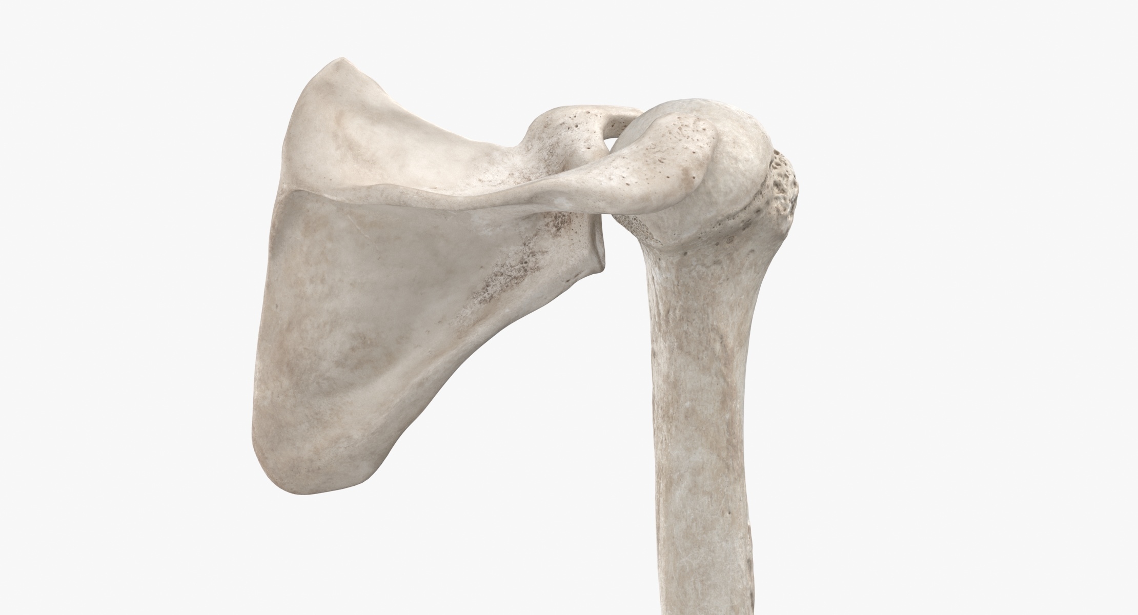3D model human arm scapula bones anatomy - TurboSquid 1598589
