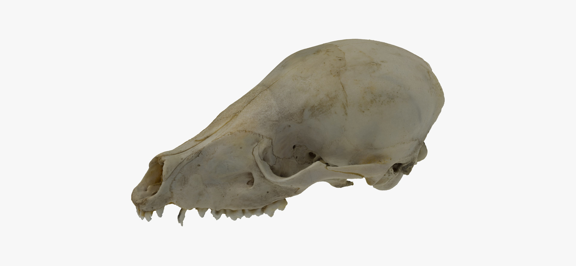 modelo 3d Real Sudamericano Coatí Nasua Nasua Skull 01 RAW SCAN ...