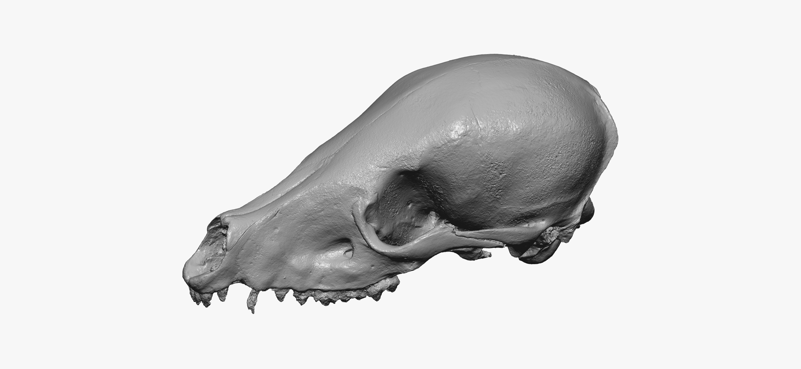 3D south american coati nasua - TurboSquid 1598735