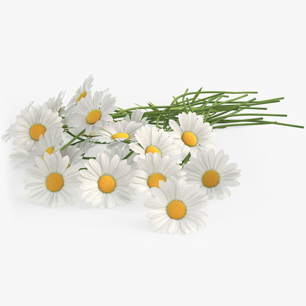 Chamomile 3D model - TurboSquid 1599202