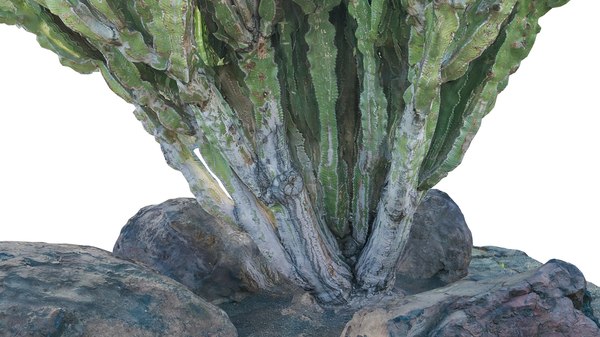 real cactus 8k 3d max
