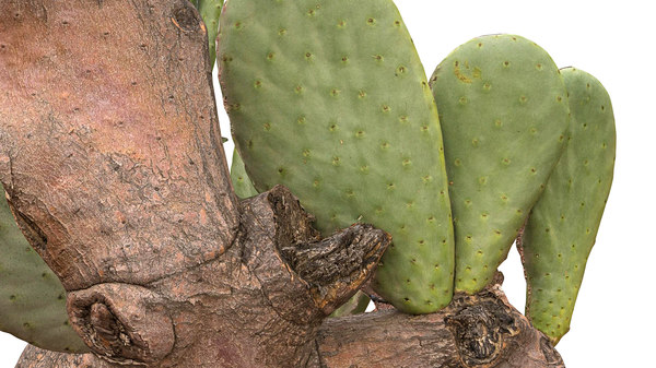 real cactus 8k 3d max