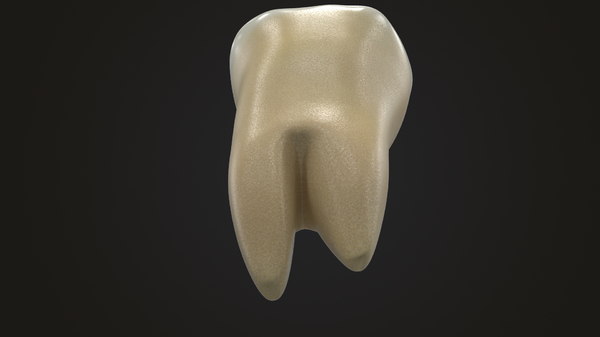 Human teeth lower molar 3D model - TurboSquid 1599239