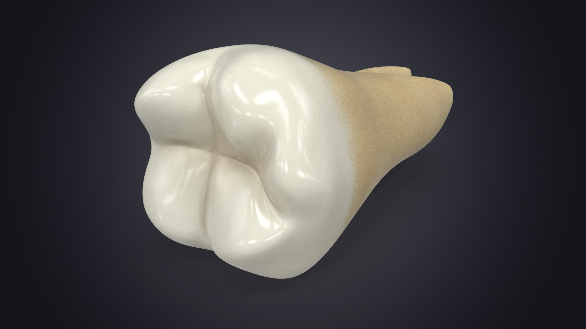 Human teeth lower molar 3D model - TurboSquid 1599239