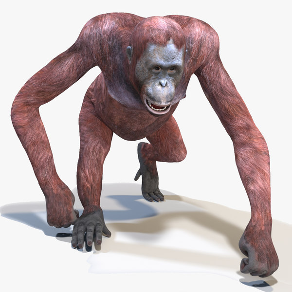 Ape 3D Models for Download | TurboSquid