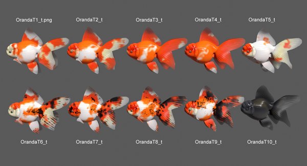 3d oranda goldfish